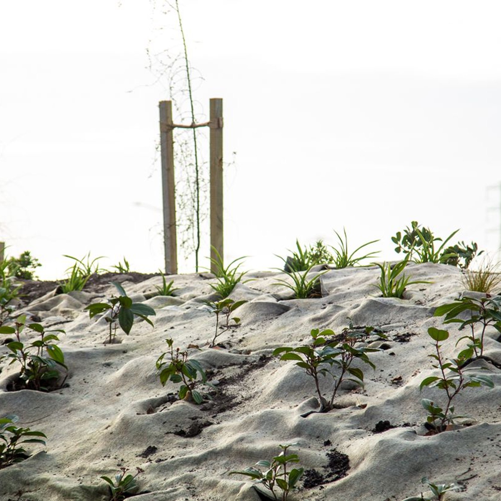 EcoWool™ Mulch Matting 1000gsm | ArchiPro NZ