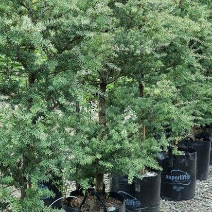 Psuedowintera colorata | Native Pepper Tree - NZ Native Plants NZ ...