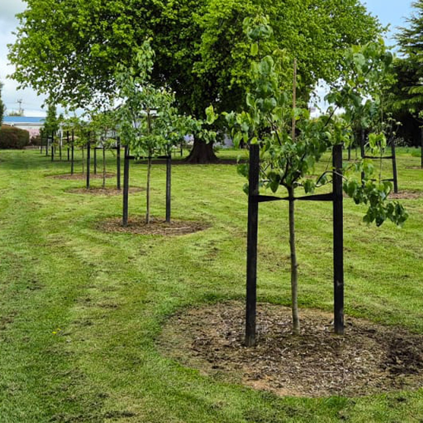 Poly Tree Tie Webbing | ArchiPro NZ