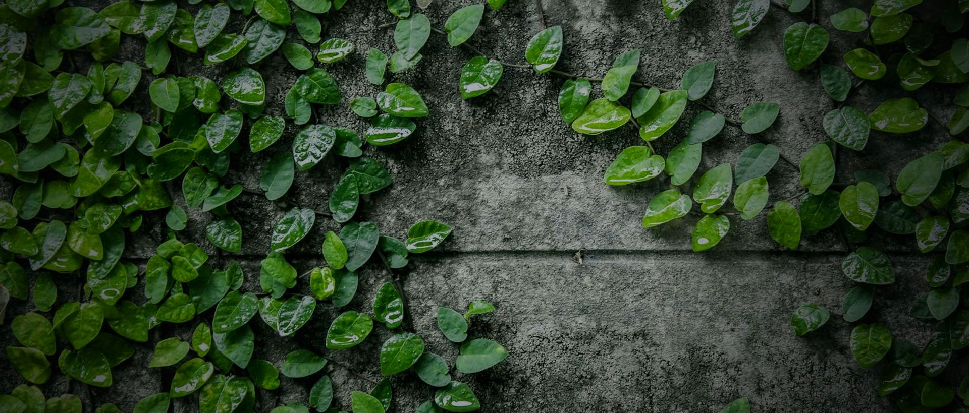 Total Landscape Solutions